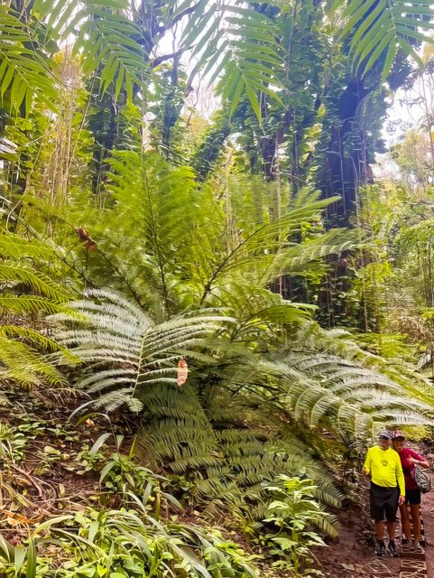 Haiku: Waterfall, Rainforest, and Handcrafted Chocolate Tour - Final Thoughts