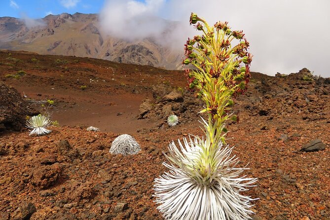 Haleakala Classic Vehicle Sunrise Tour with Breakfast - Who Should Book This Tour?