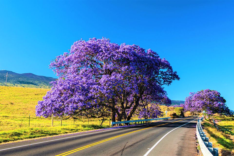 Haleakala Daytime Self-Guided Express Bike Tour w/ Bike Maui - The Return and Optional Makawao Town Stop