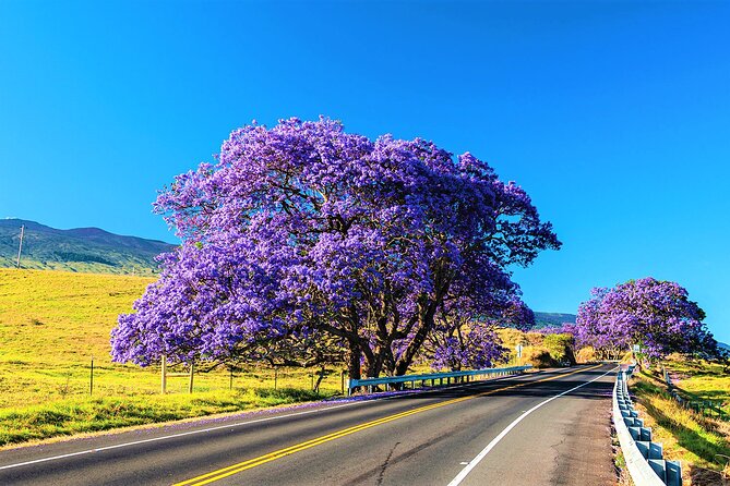 Haleakala Express Self-Guided Bike Tour with Bike Maui - The Sum Up: Is the Haleakala Express Bike Tour Worth It?