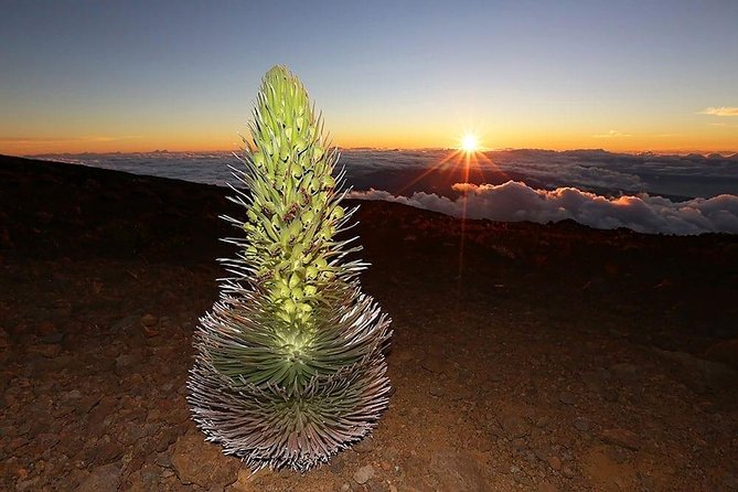 Haleakala Maui Sunset Twilight Tour with Dinner - Assessing the Value  