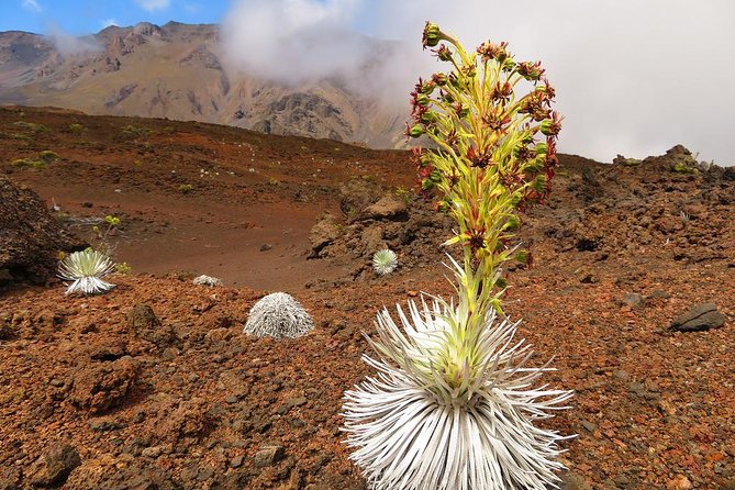 Haleakala Sunrise Best Guided Bike Tour with Bike Maui - In-Depth Look at the Tour Experience