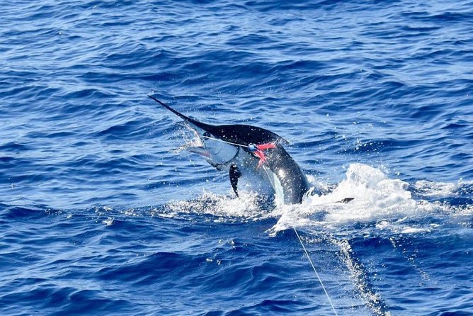 Half Day Afternoon Angler Charter - Key Points
