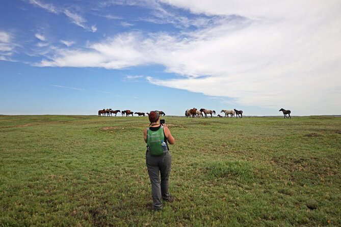 Half Day Chasing Horses Wildlife Photography Experience in North Dakota - An In-Depth Look at the Experience