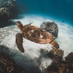 Half-Day Deluxe Molokini Snorkel Excursion in Maui - Highlights and Unique Features