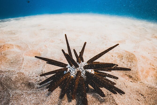 Half-Day Deluxe Molokini Snorkel Excursion in Maui - FAQ