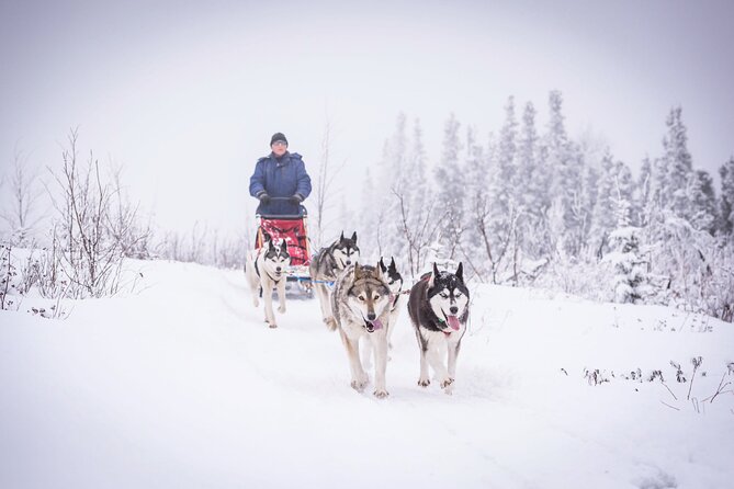 Half Day "Drive Your Own Dog Team" Dog Sledding Tour - Key Points