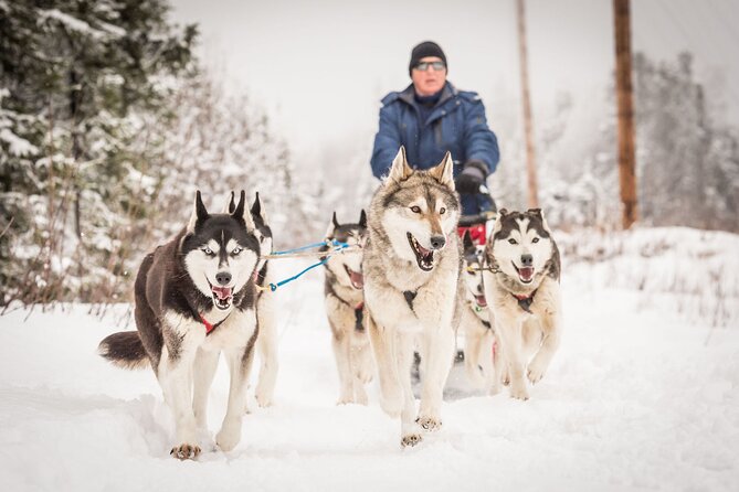 Half Day "Drive Your Own Dog Team" Dog Sledding Tour - The Practical Details: What Makes This Tour Stand Out  