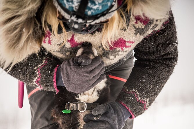 Half Day "Drive Your Own Dog Team" Dog Sledding Tour - Why This Experience Works for Different Travelers
