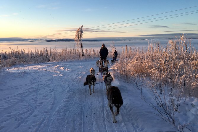 Half Day "Drive Your Own Dog Team" Dog Sledding Tour - Final Thoughts