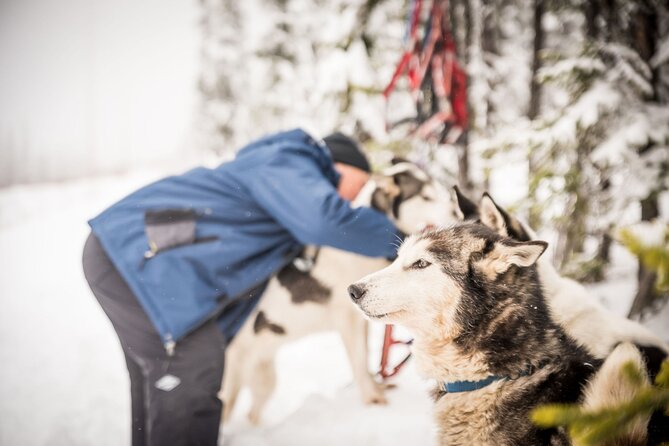 Half Day "Drive Your Own Dog Team" Dog Sledding Tour - FAQ