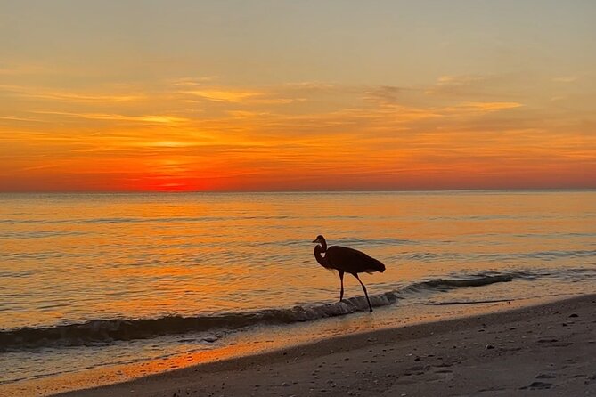 Half Day Eco and Dolphin Boat Tour in Siesta Key - Practical Details and Tips