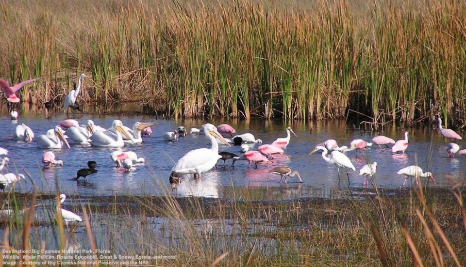 Half-Day Everglades Airboat Tours and Transportation - Who Should Consider This Tour?