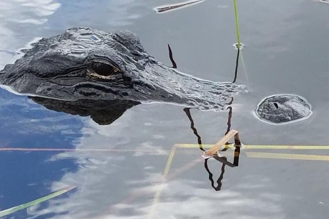 Half-day Everglades National Park Tour and 1-Hour Air Boat Ride - Who Will Love This Tour?