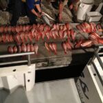 Half-Day Fishing Trip in Fort Lauderdale - The Value of the Experience