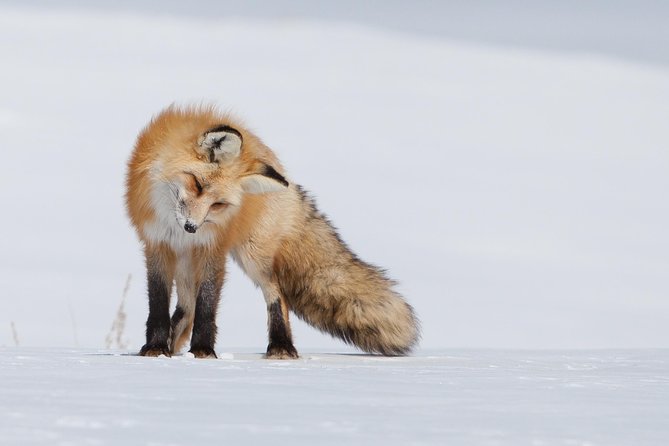 Half-Day Grand Teton Wildlife Private Safari Tour - The Sum Up