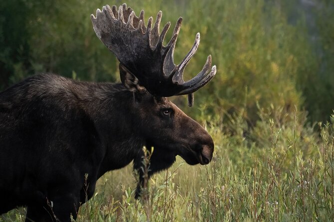 Half-Day Grand Teton Wildlife Safari Private Tour - Who Will Love This Tour?