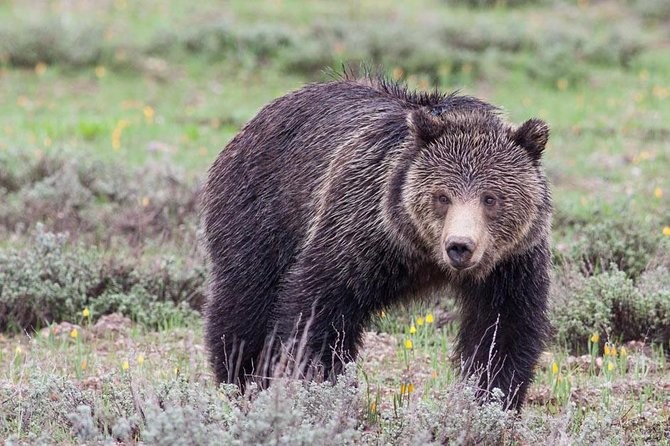 Half-Day Grand Teton Wildlife Safari Private Tour - The Sum Up