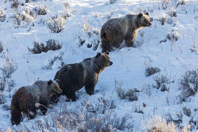 Half Day Grand Teton Wildlife Safari Tour - The Bottom Line: Is It Worth It?
