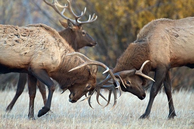 Half Day Group Sunrise Wildlife Safari - Why This Tour Is a Great Fit