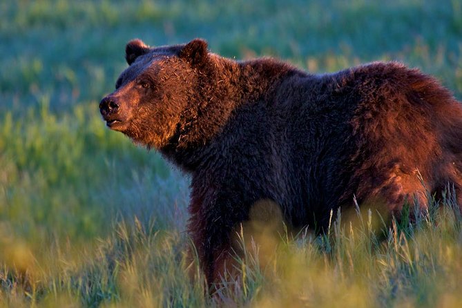 Half Day Group Sunrise Wildlife Safari - Practical Considerations and Tips