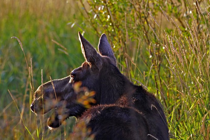 Half Day Group Sunrise Wildlife Safari - Final Thoughts: Who Will Love This Safari?