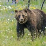 Half Day Group Sunset Wildlife Safari - The Itinerary in Detail