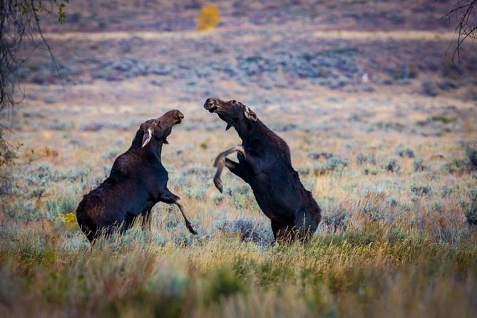 Half Day Group Sunset Wildlife Safari - Who Will Enjoy This Tour Most?