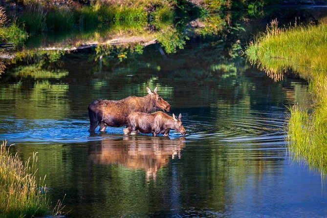 Half Day Group Sunset Wildlife Safari - Final Thoughts