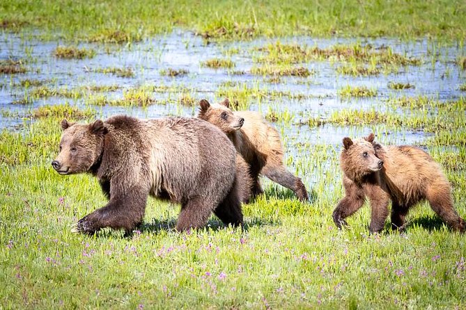 Half Day Group Sunset Wildlife Safari - FAQs