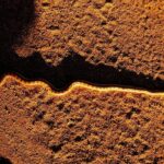 Half-Day Guided Hike in Joshua Tree National Park - The Guide and Educational Insights