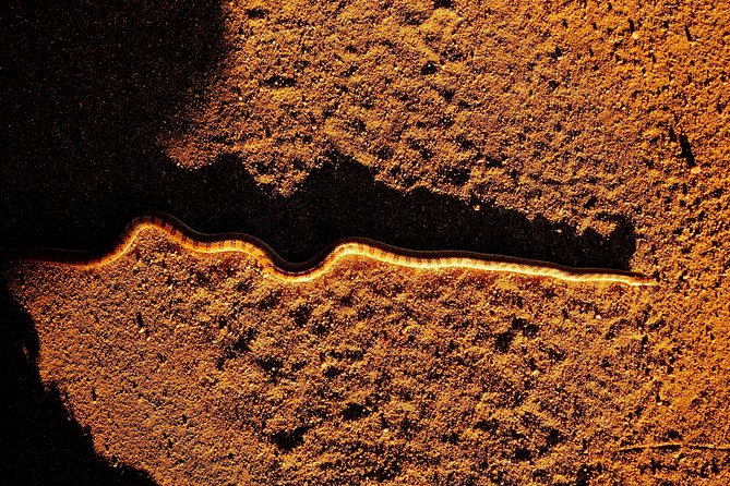 Half-Day Guided Hike in Joshua Tree National Park - The Guide and Educational Insights