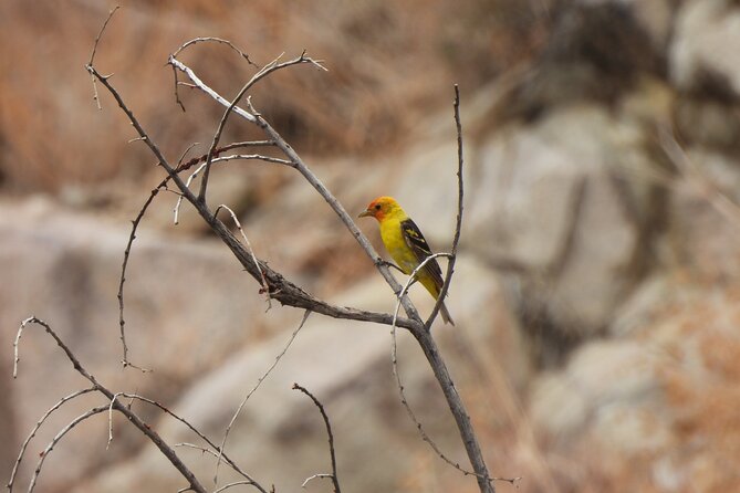 Half-Day Guided Hike in Joshua Tree National Park - Final Thoughts: Who Is This Tour For?
