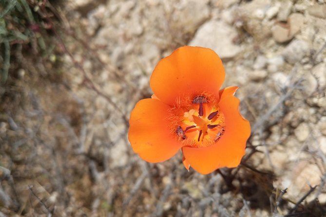 Half-Day Guided Hike in Joshua Tree National Park - FAQ