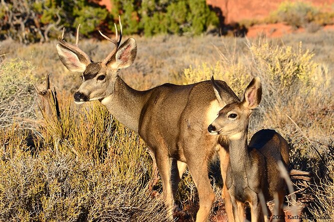 Half Day Private Arches National Park Guided Tour - Who Will Love This Tour?