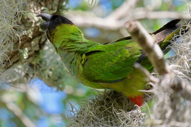 Half-Day Private Bird Tour of Fort De Soto Park in St. Petersburg - 2 person max - Who Would Love This Tour?