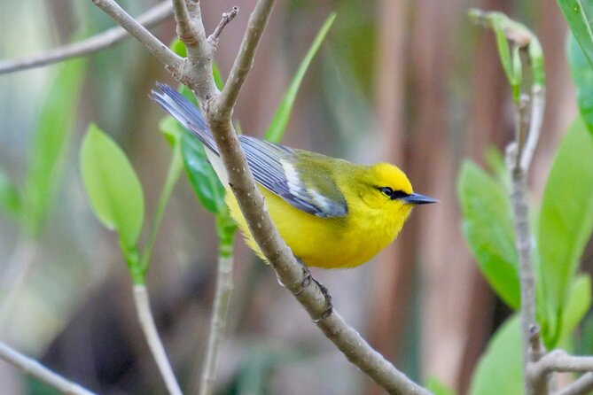 Half-Day Private Bird Tour of Fort De Soto Park in St. Petersburg - 2 person max - The Sum Up