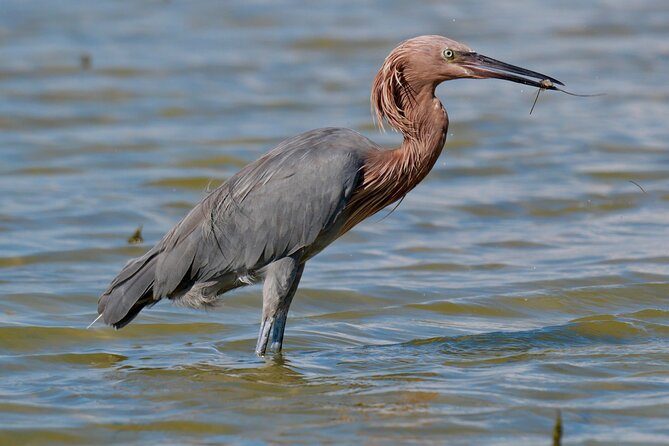 Half-Day Private Bird Tour of Fort De Soto Park in St. Petersburg - 2 person max - FAQ: Frequently Asked Questions