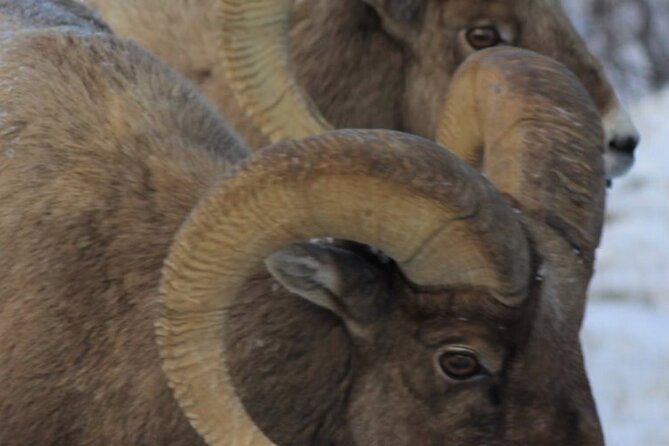 Half-Day Private Breathtaking Tour in Grand Teton National Park - What to Expect from the Itinerary