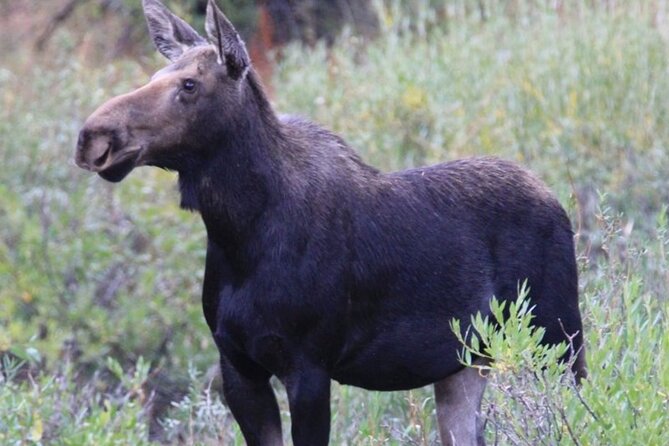Half-Day Private Breathtaking Tour in Grand Teton National Park - The Sum Up