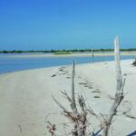 Half-Day Private Guided Nature of Floridas Gulf Coast Eco Tour - The Experience and Its Value