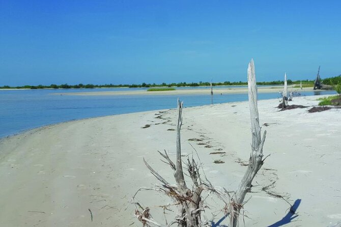 Half-Day Private Guided Nature of Floridas Gulf Coast Eco Tour - The Experience and Its Value