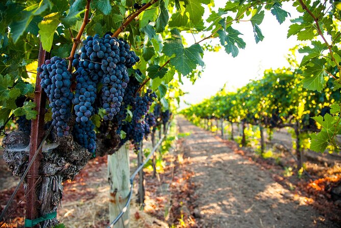 Half-Day Private Long Island Wine Tour Experience - An In-Depth Look at the Long Island Wine Tour