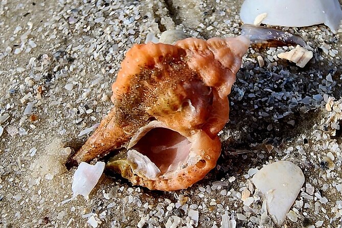 Half Day Private Shelling Dolphin EcoTour in 10 000 Island Marco - FAQ