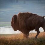 Half Day Private Sunset Wildlife Safari - Who Will Love This Tour?