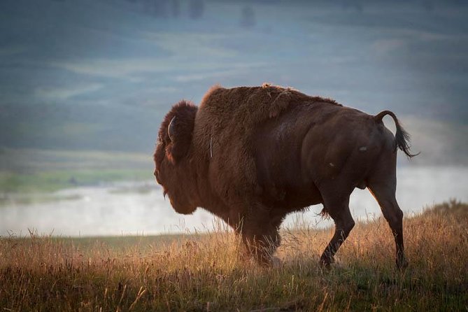Half Day Private Sunset Wildlife Safari - Who Will Love This Tour?