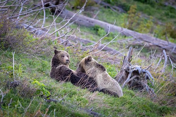 Half Day Private Sunset Wildlife Safari - Final Thoughts
