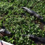 Half Day Private Swamp Experience in Louisiana - Safety, Accessibility, and Practical Tips