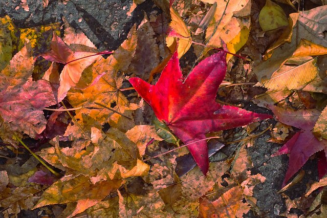 Half-Day Private Walking Tour of Central Park - Key Points