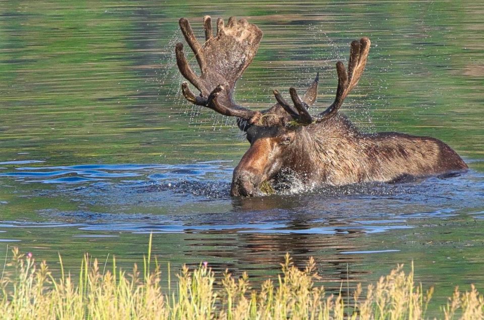 Half-Day RMNP Lakes and Meadows Tour-RMNPhotographer - Authenticity and Reviewer Insights